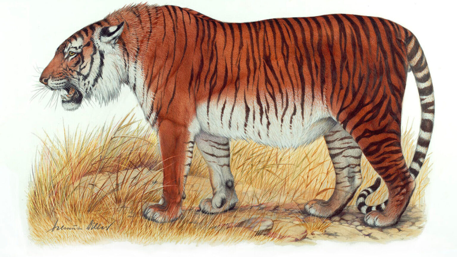 Especies Extintas: Concepto, Extinciones Masivas y Ejemplos de la Historia