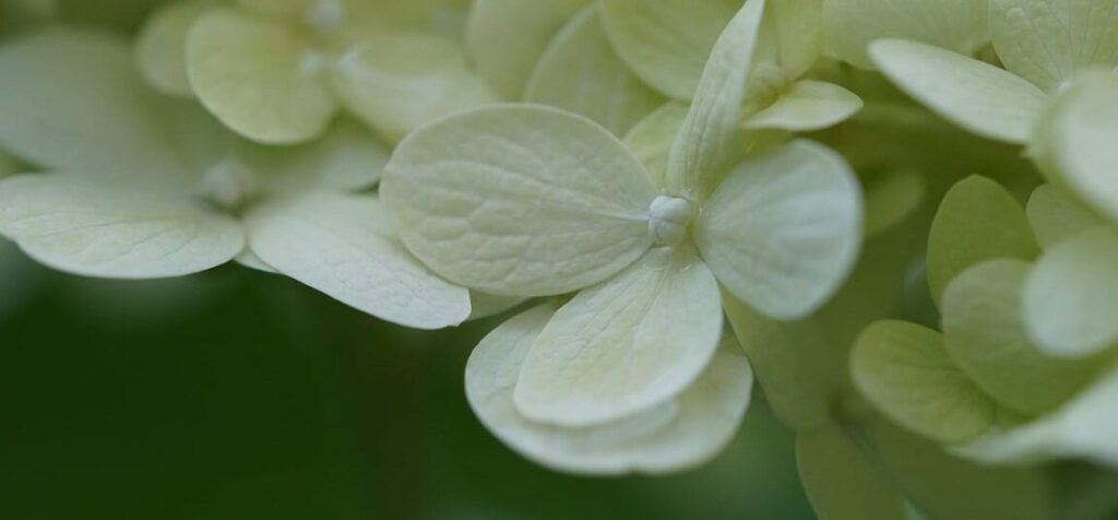 La competencia en biología: concepto, ejemplos y el papel del mutualismo