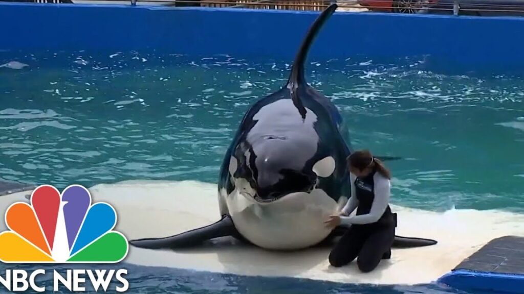 La orca: conocimientos sobre su hábitat, reproducción y características