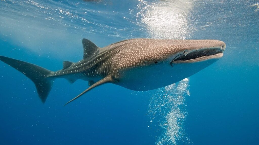 Los misterios de los tiburones: información sobre su alimentación ...