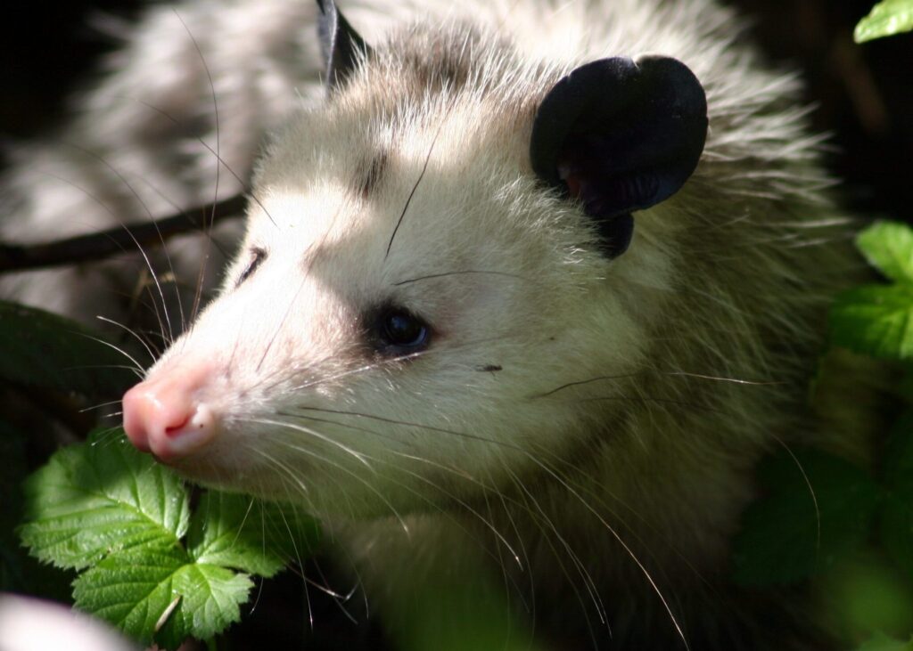 Tlacuache: hábitat, alimentación y características de este curioso mamífero